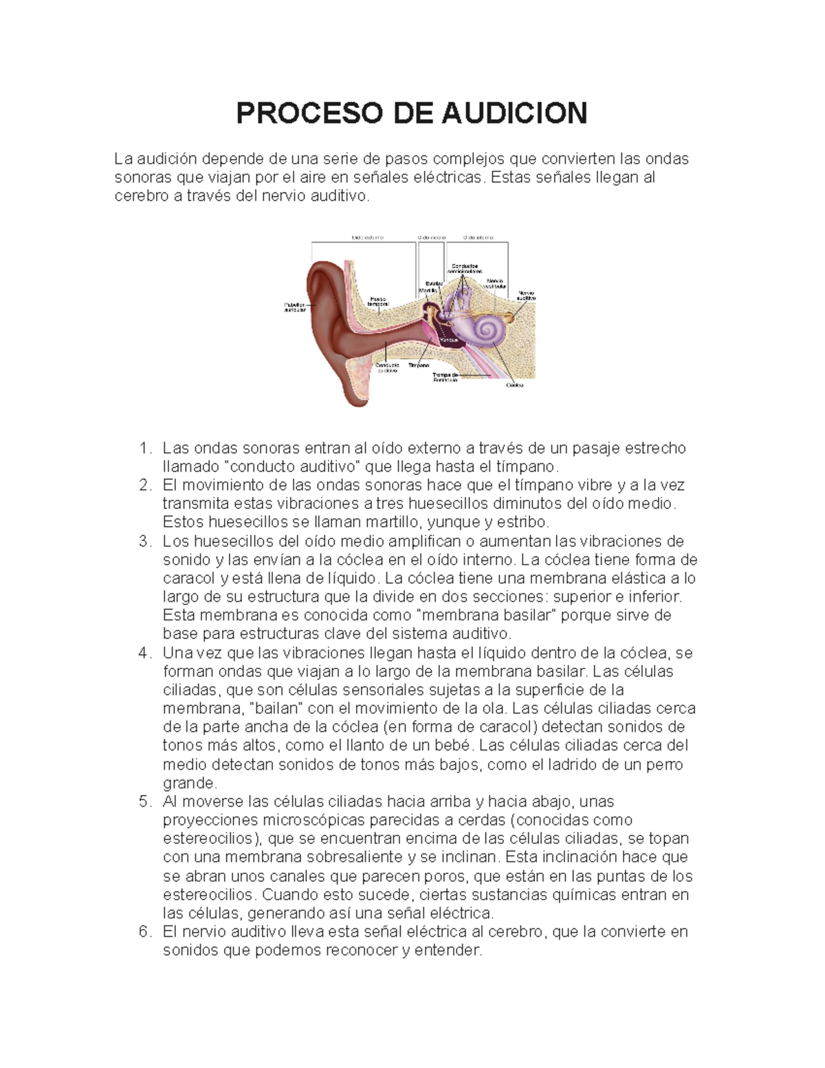 Proceso de Audición: Pasos Clave en la Recepción del Sonido - Studocu