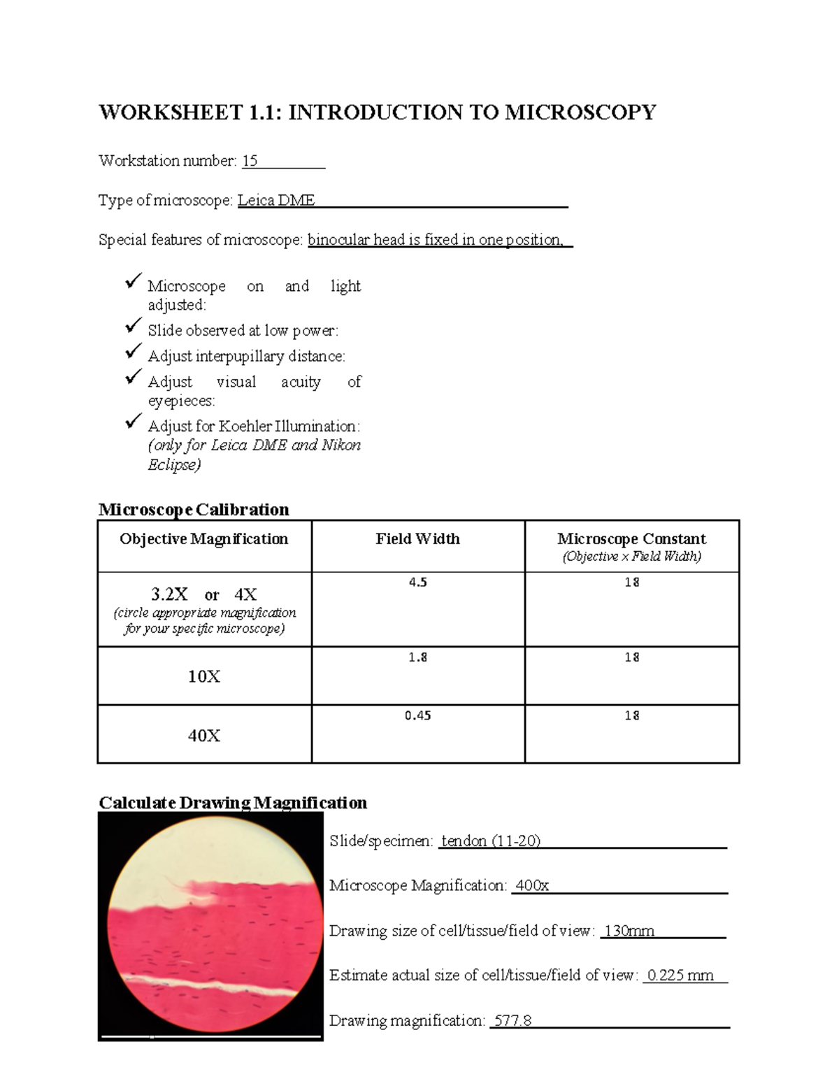 Lab 1 Worksheet: Intro to Microscopy & Epithelial Tissues - Studocu