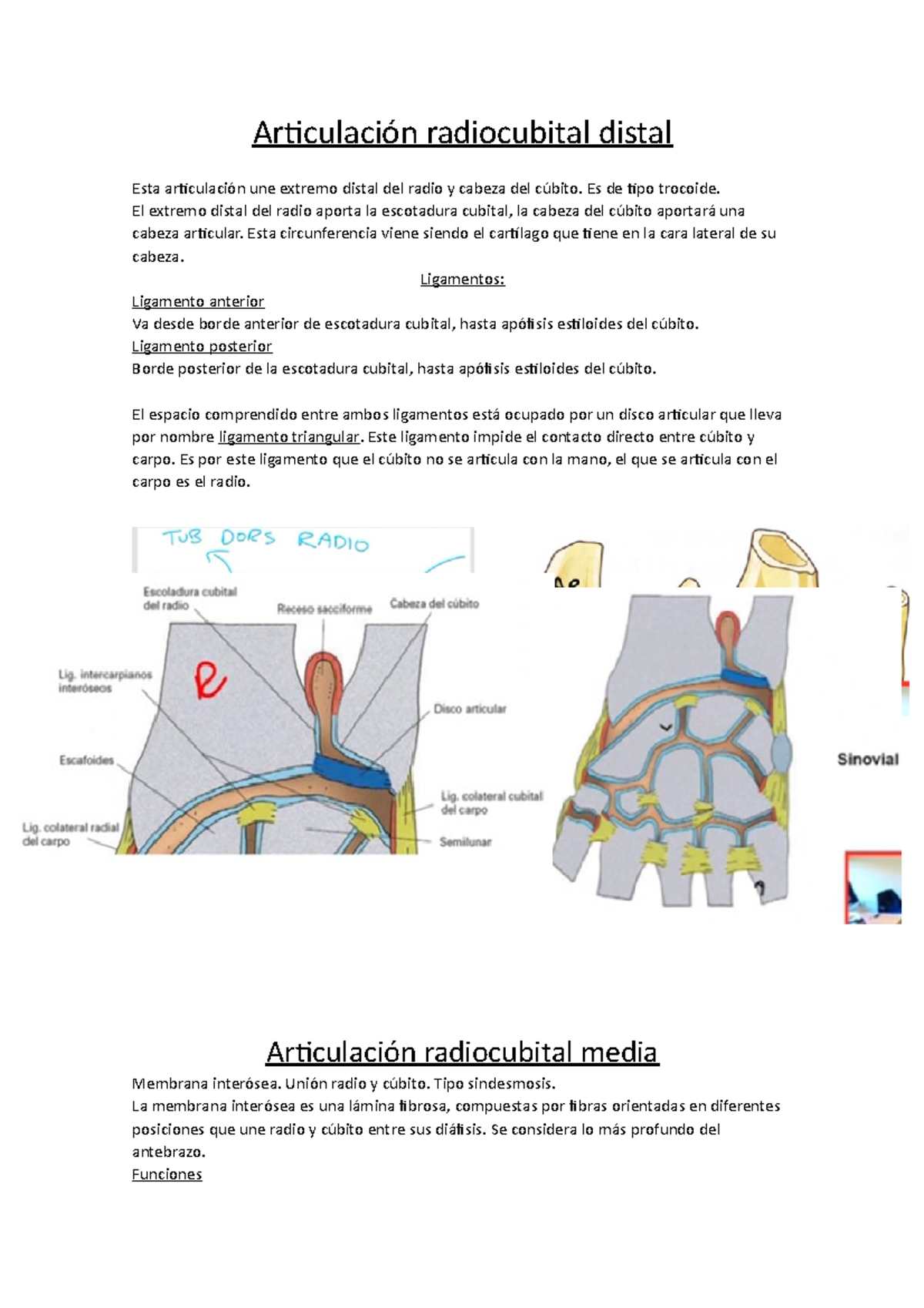 Articulaciones Radiocubital Distal y Media: Anatomía y Funciones - Studocu