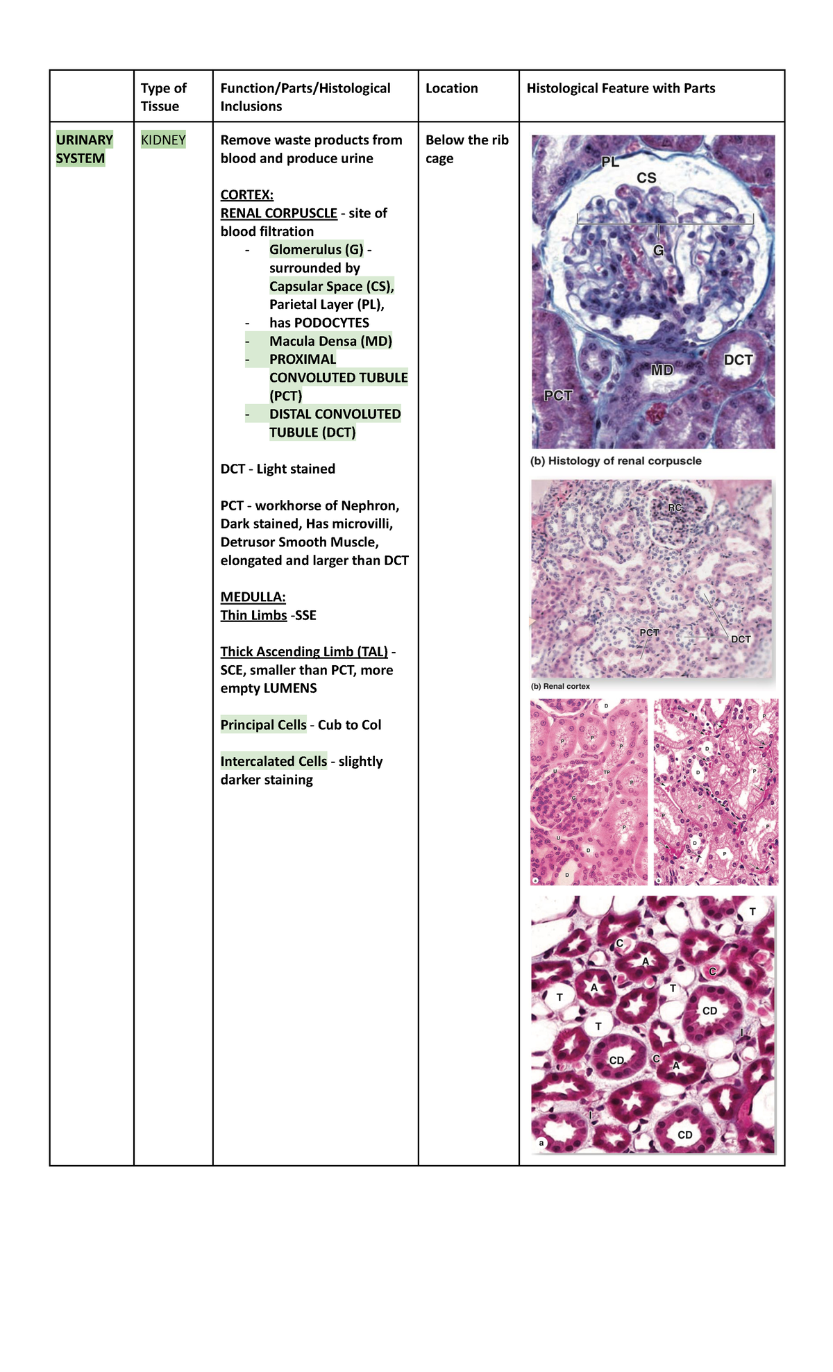 Histology Finals - Comprehensive Tissue Overview - Studocu