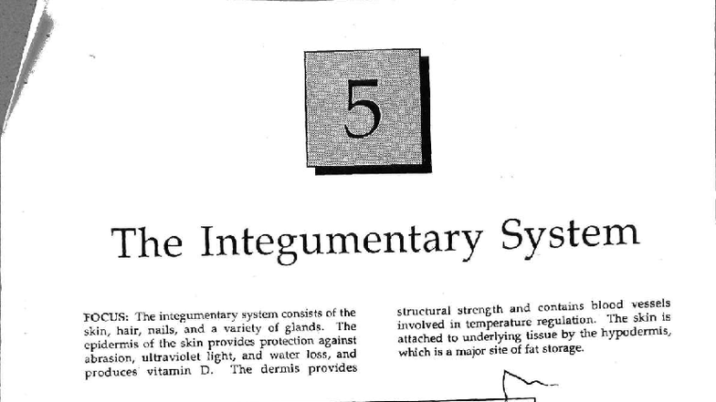 Anatomy and Physiology: The Integumentary System Overview (3615721 ...