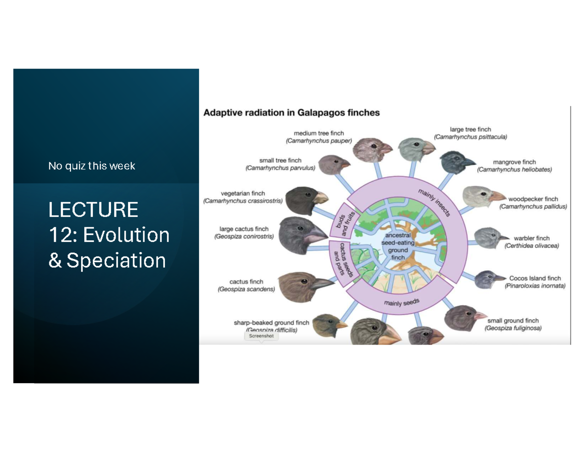 BIOL1113: Lecture 12 - Evolution and Speciation Insights - Studocu