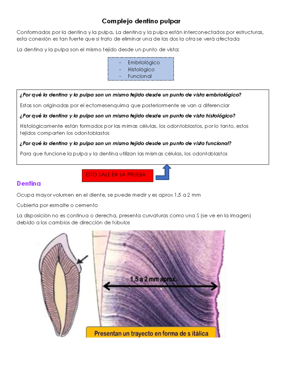 Complejo dentino pulpar - Complejo dentino pulpar Conformados por la ...