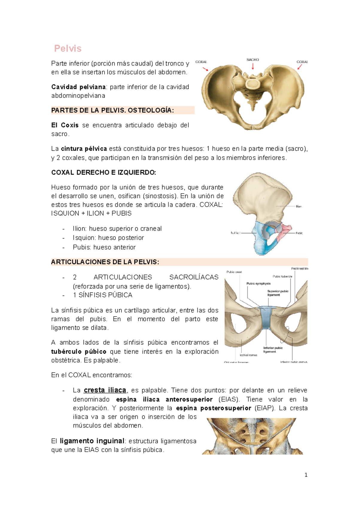 Anatomía Del Tubérculo Púbico Apunte: Torax Y Pelvis | Anatomía