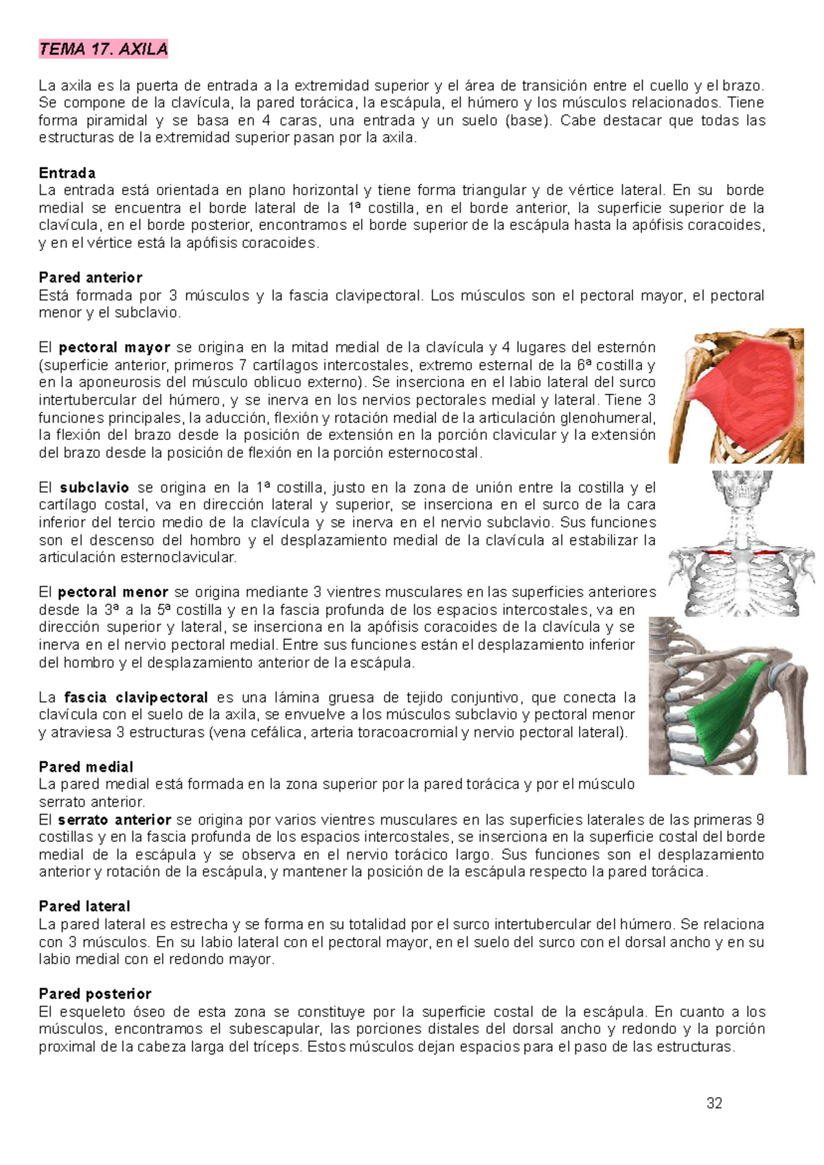 Anatomía Humana I - Estructuras de la Axila y su Función - Studocu