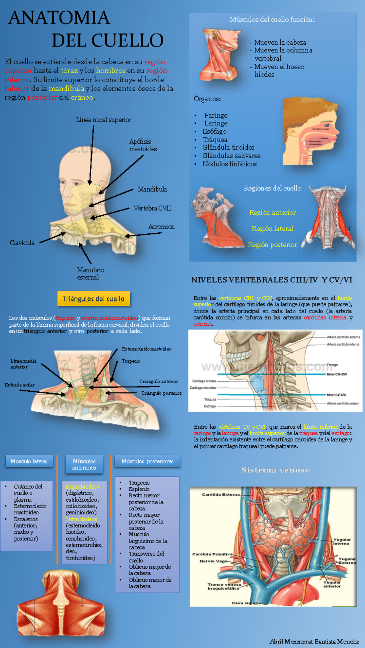 Anatomía De Las Estructuras Del Cuello Diagrama Anatómico Del Cuello