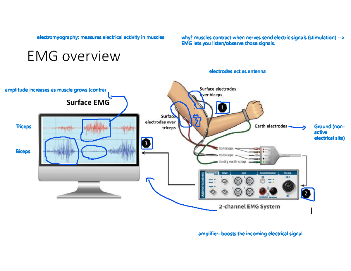 HK3600 EMG and Muscle Force: Overview of Applications and Mechanisms ...