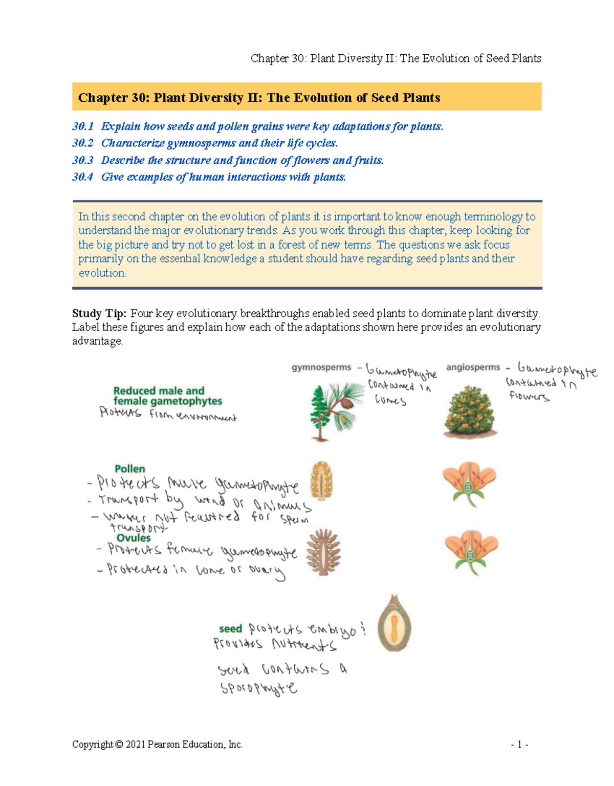Ch 30: Active Reading Guide on Plant Diversity II: Evolution of Seed ...