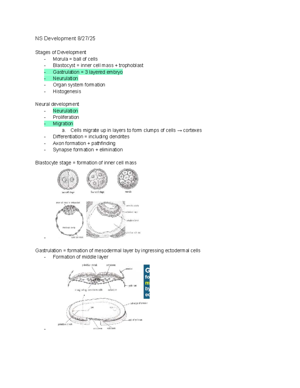 Neural Development Stages and Mechanisms in NS 101 - Studocu