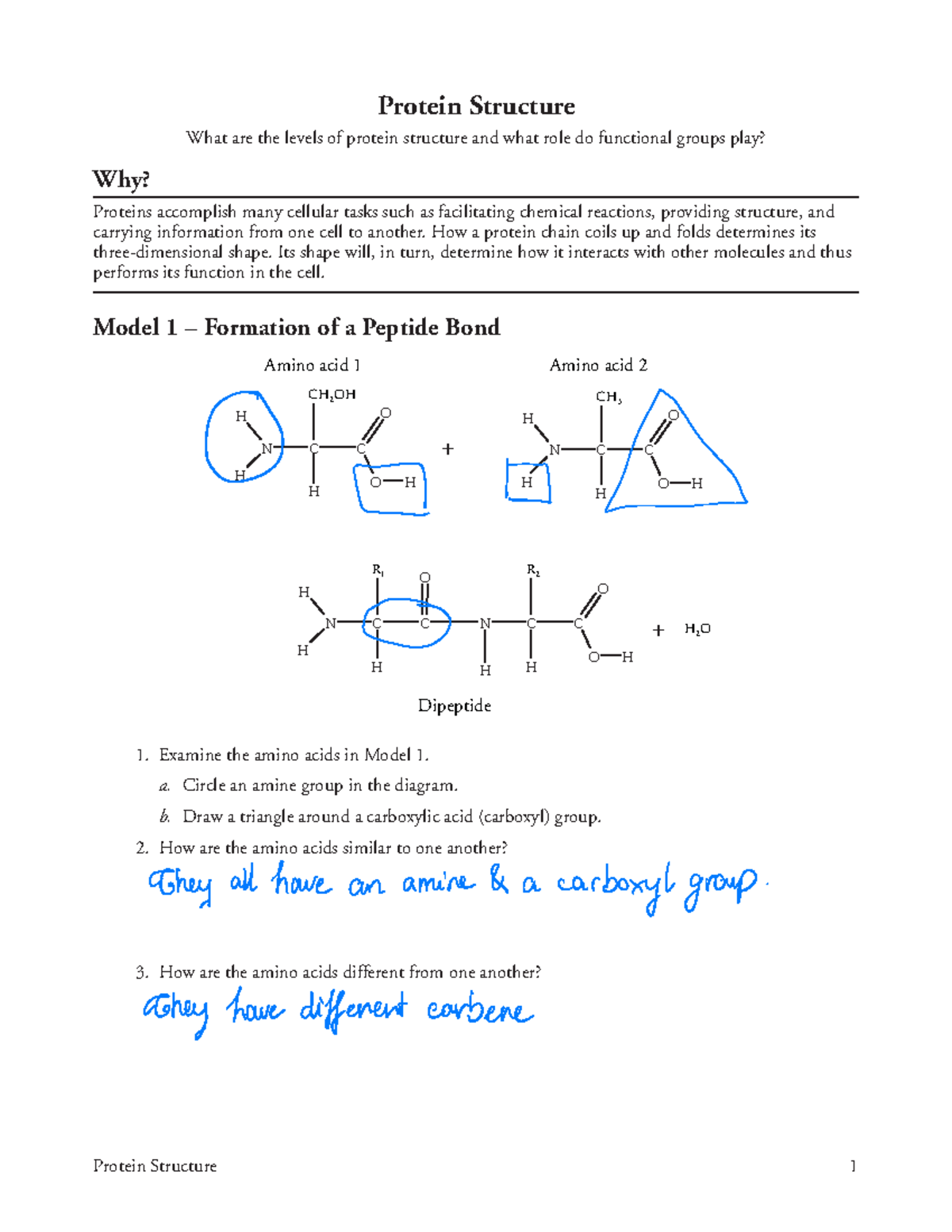 3 Protein Structure-S - Chapter 3 practice - Protein Structure 1 ...