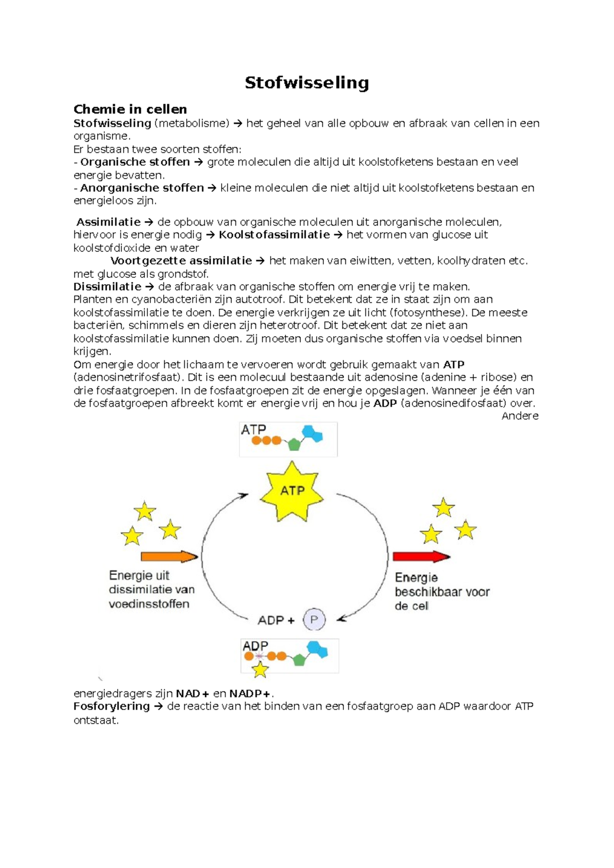 Stofwisseling en enzymen: Samenvatting voor Biologie 101 - Studeersnel