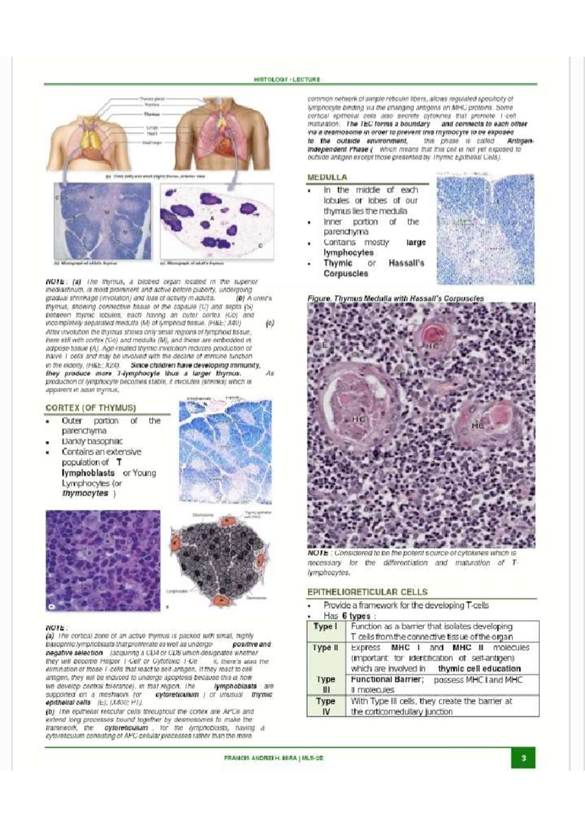 HISTOLOGY LECTURE 2: Thymus Structure and Function Insights - Studocu