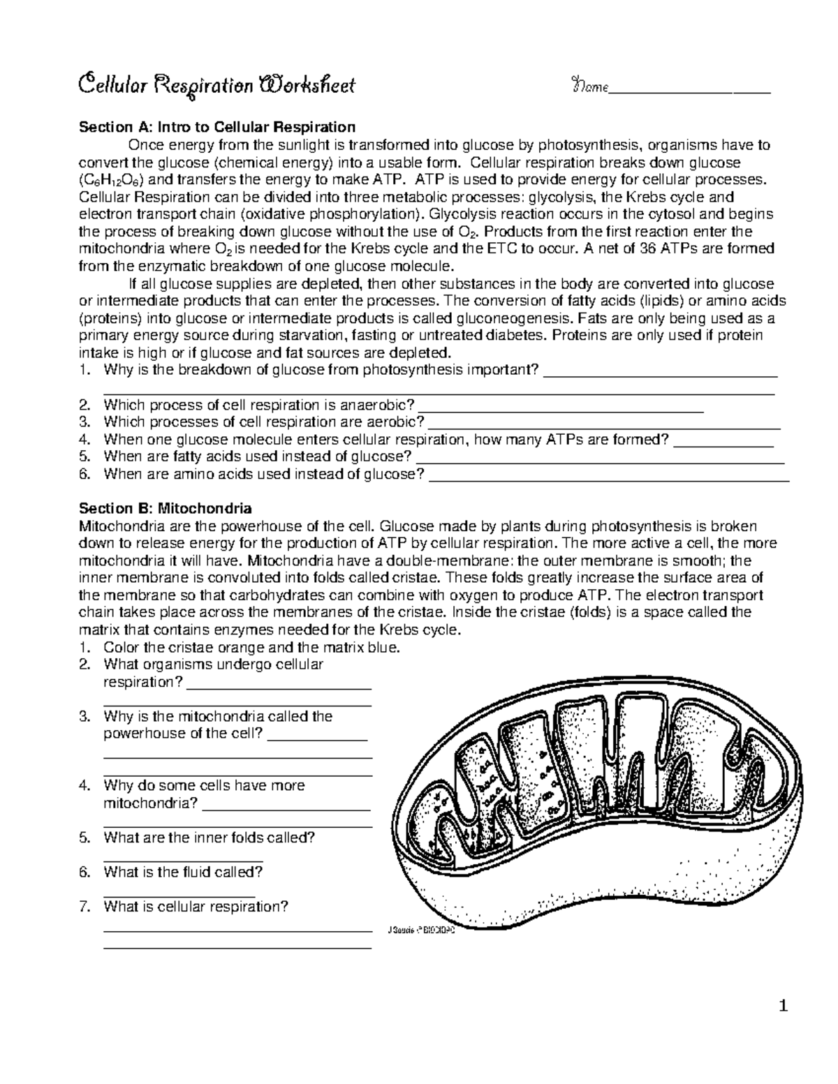 Cellular Respiration Worksheet: Key Concepts & Processes Explained ...