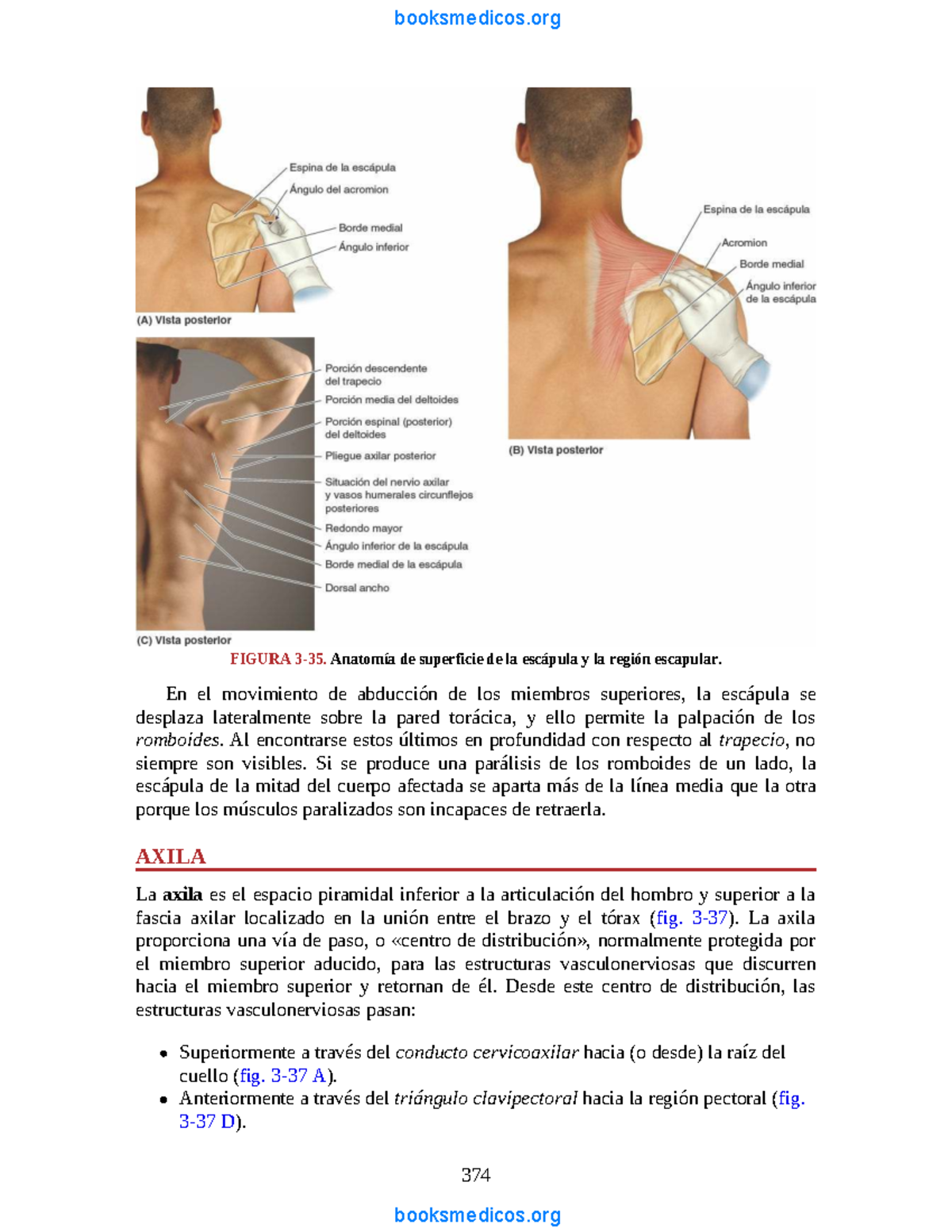 Axila y Escápula: Anatomía Superficial y Funciones Clínicas - MOORE ...