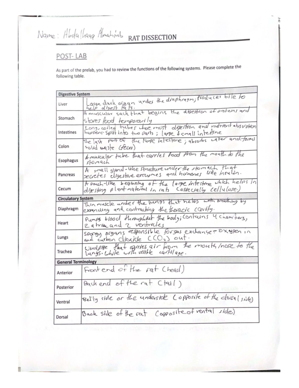 Rat Dissection Lab Report Anatomy And Organ Systems Overview Studocu