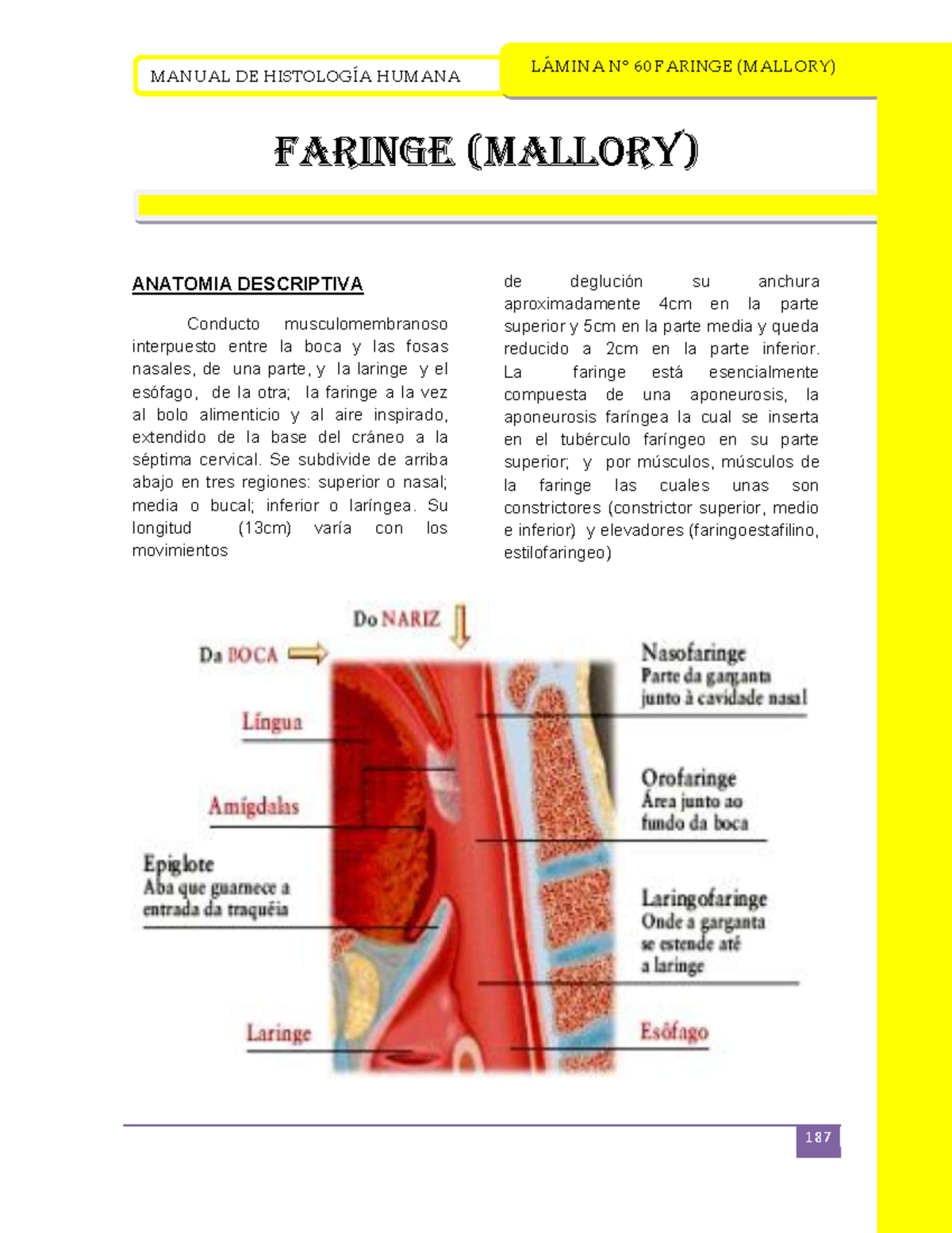 Manual de Histología Humana: Lám. 60 - Faringe (Mallory) - Studocu