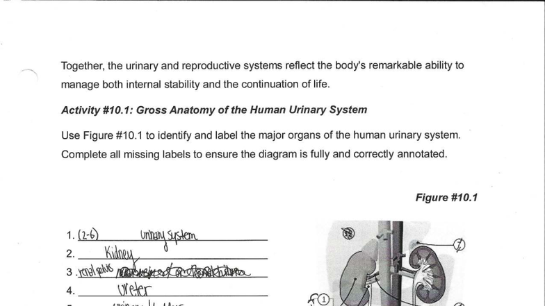 Lab HW - Gross Anatomy of Urinary & Reproductive Systems - Studocu
