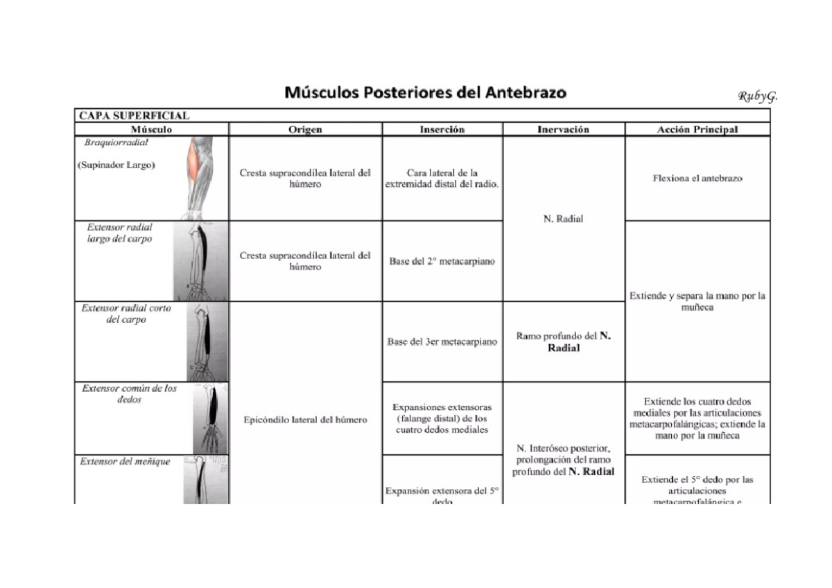 ANATOMIA DE LOS MUSCULOS POSTERIORES DEL BRAZO - Músculos Posteriores ...