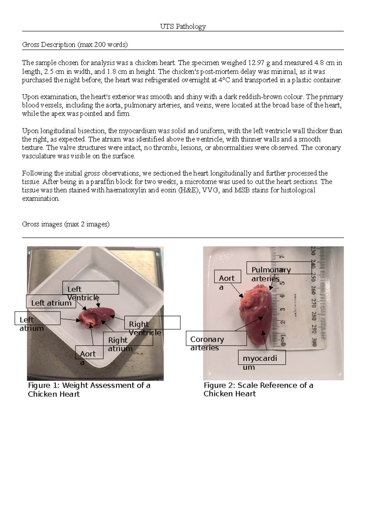 UTS Pathology Gross Description: Chicken Heart Analysis Report - Studocu