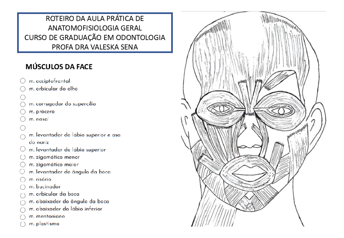Roteiro aula práticas de músculos da face - Anatomofisiologia Oral ...