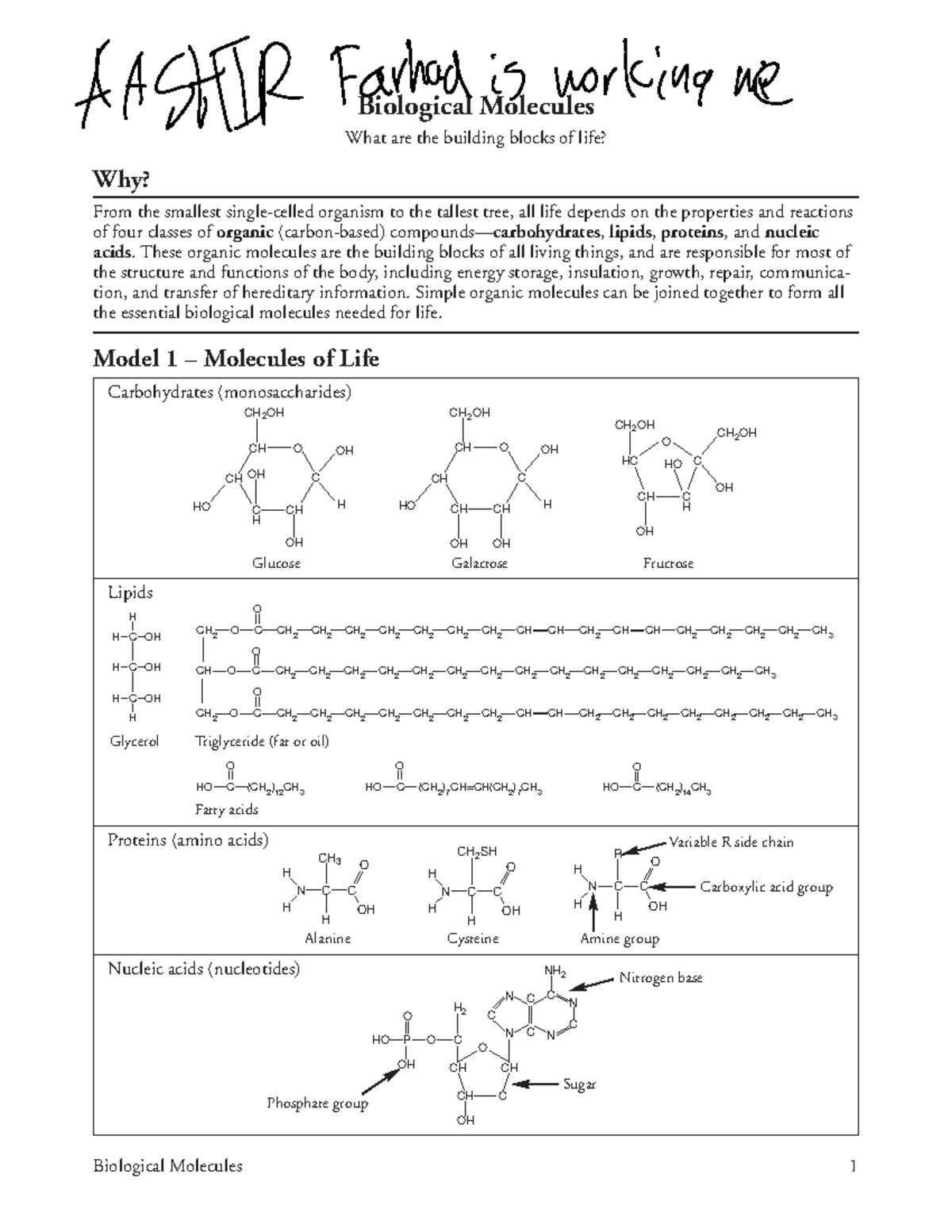 Biological Molecules POGIL: Understanding Life’s Building Blocks - Studocu