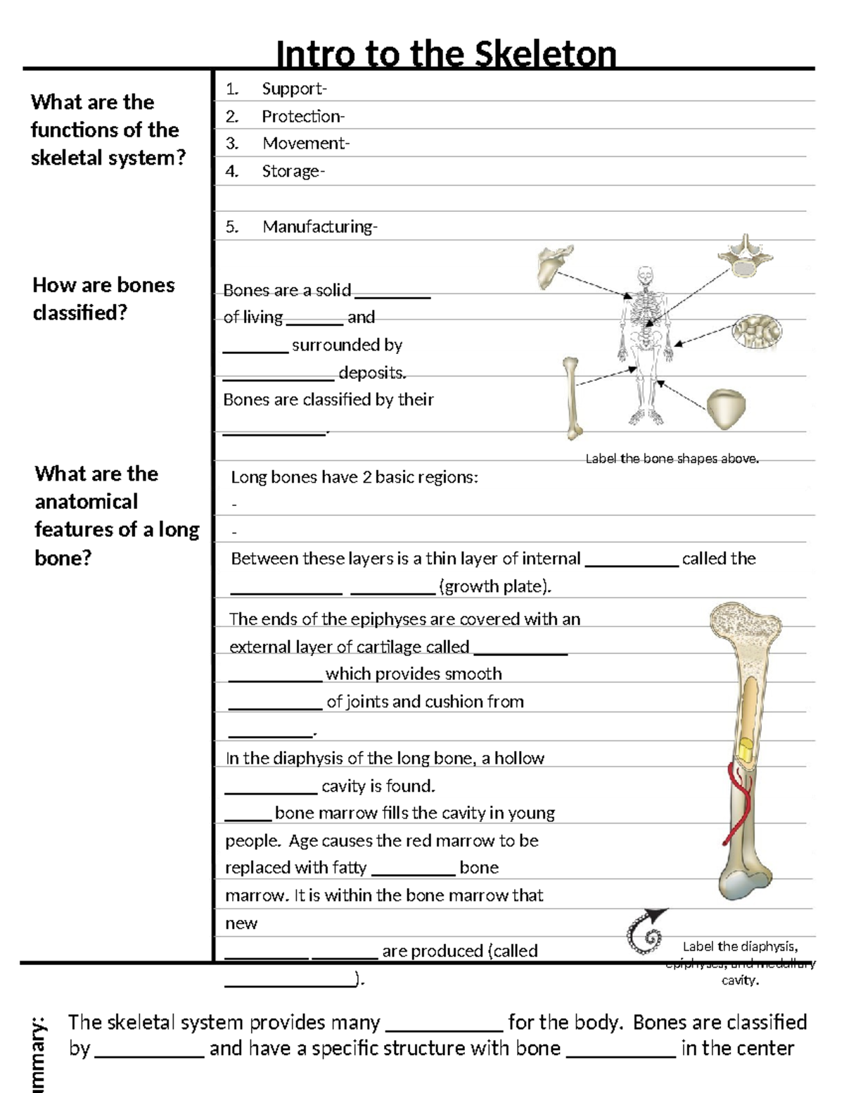 Cornell Notes: Functions and Structure of the Skeletal System - Studocu