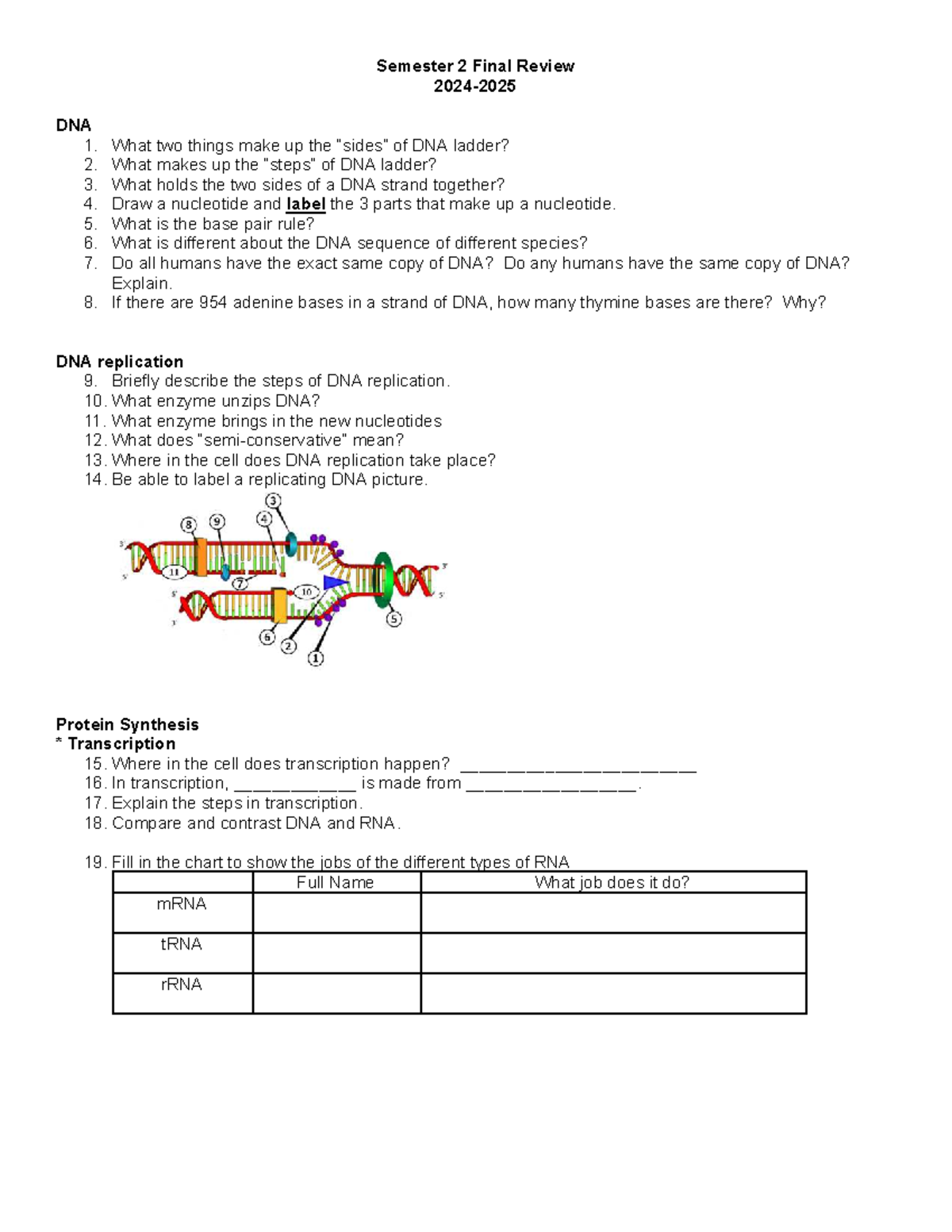 Semester 2 Final Review: DNA, Protein Synthesis, & Meiosis Concepts ...