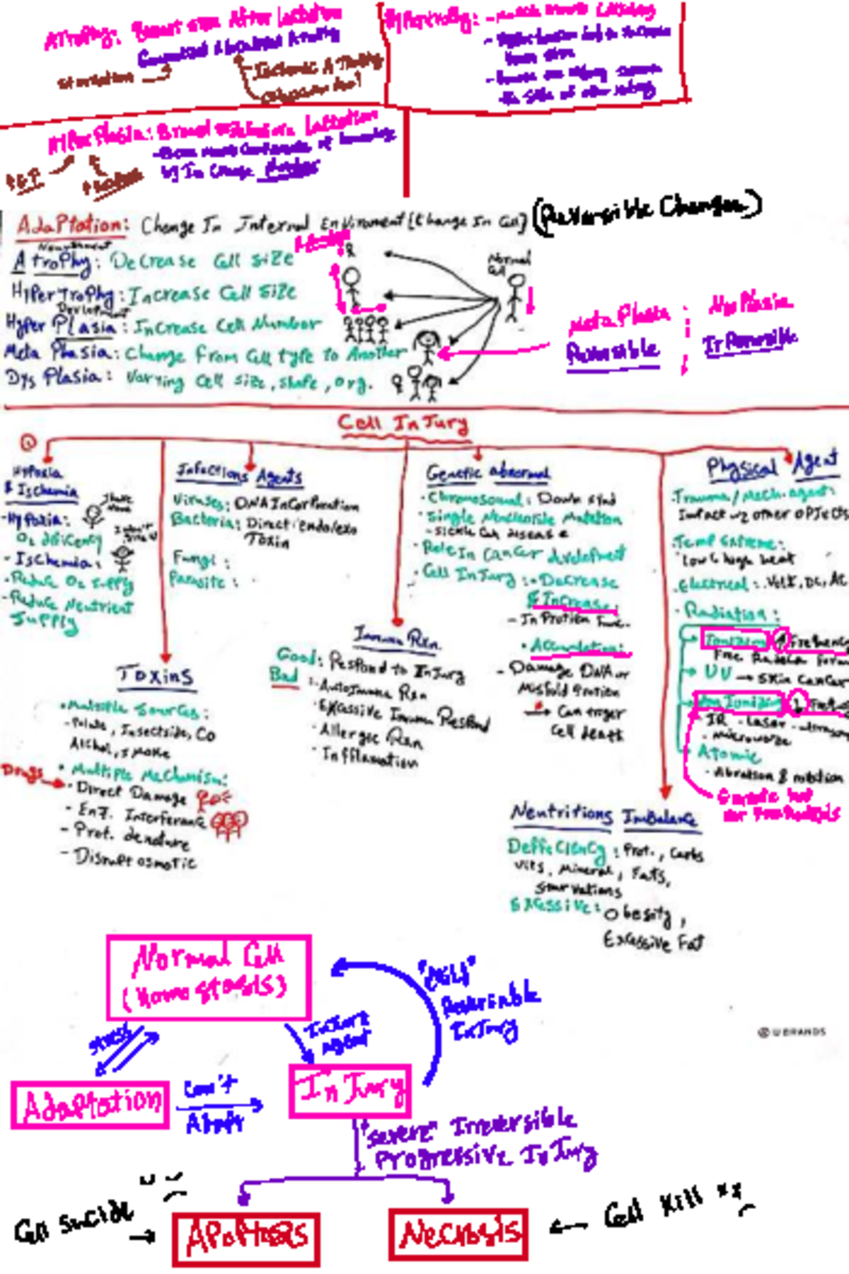 Exam 4 Summary: A Comprehensive Overview of Atrophy and Hypertrophy ...