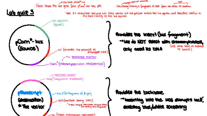 Quiz 3 - Notes on Subcloning the lux Gene into PBS Lab - Studocu