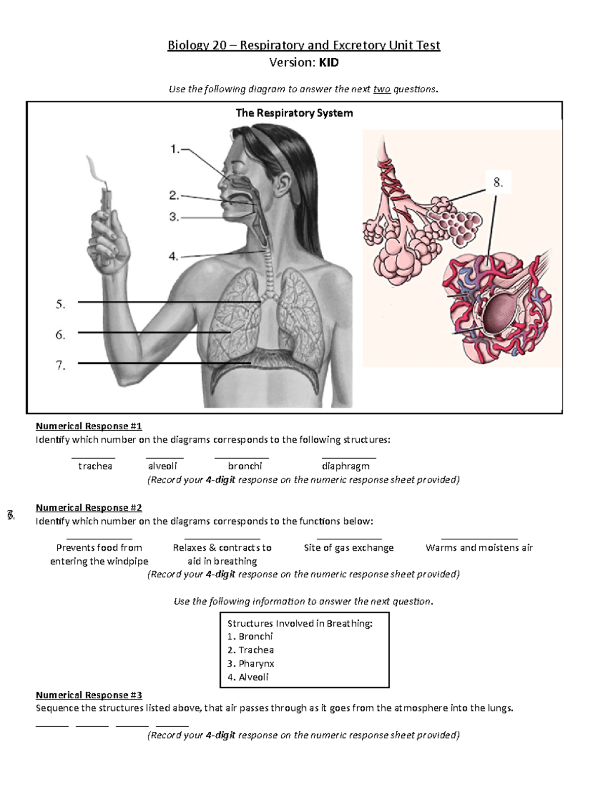 Biology 20 Unit Test: Respiratory & Excretory Systems (Version KID ...