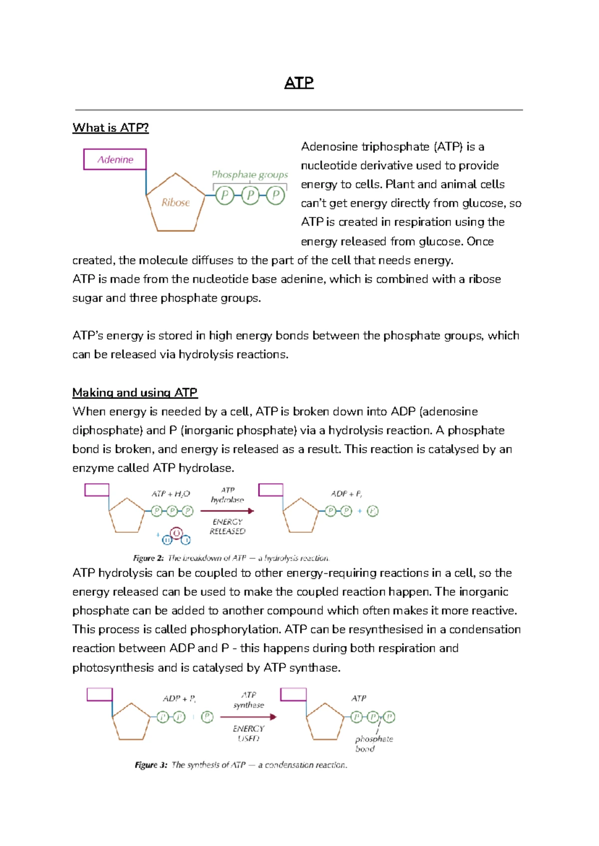 AQA A-Level Biology - Understanding Lipids and Their Functions - Studocu