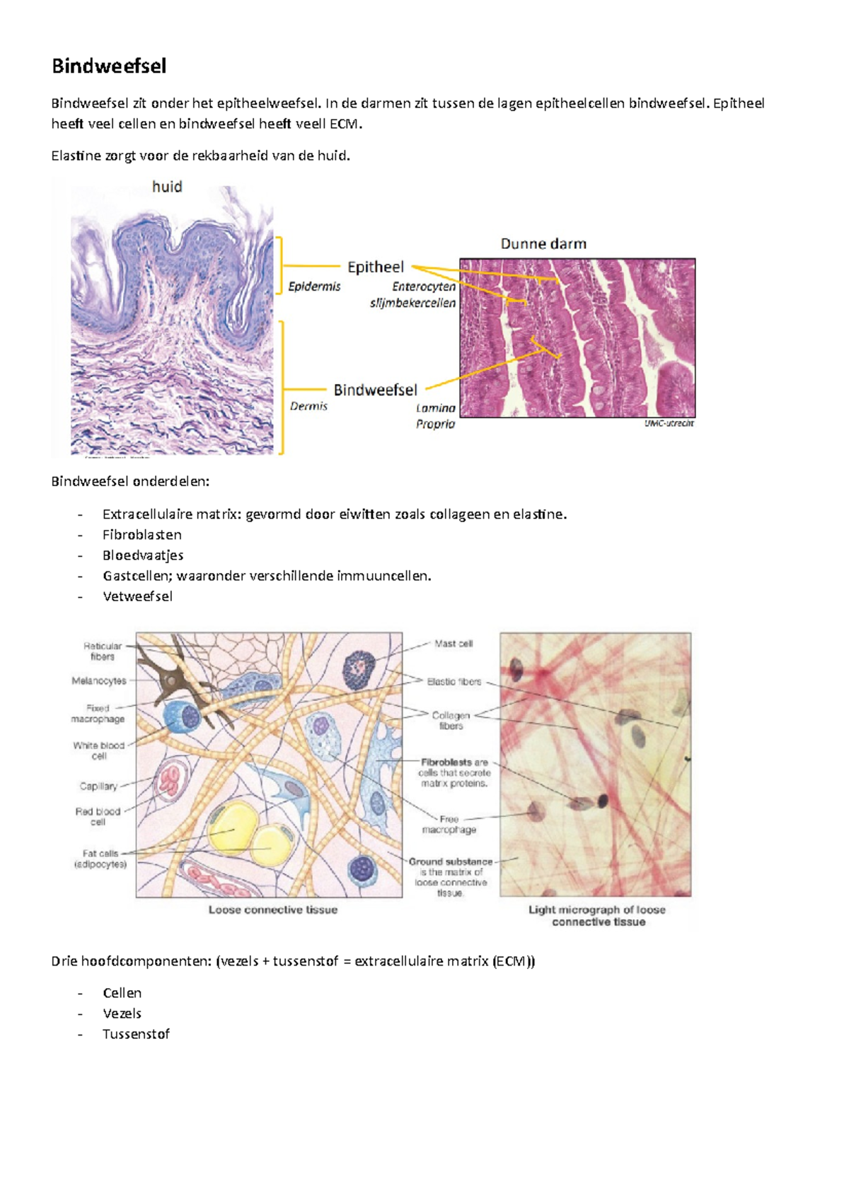 Bindweefsel HC: Aantekeningen, Prakticum & Zelfstudievragen Uitleg ...