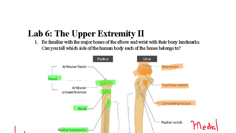 Lab Notes: Anatomy & Function of Upper/Lower Extremities (ANAT 101 ...