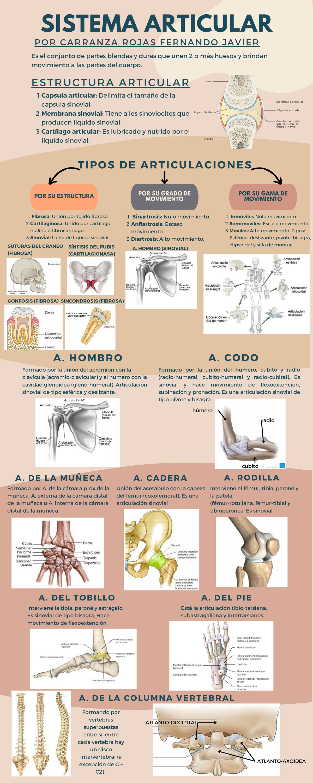 Infografía sobre el Sistema Articular - Anatomía y Tipos de ...