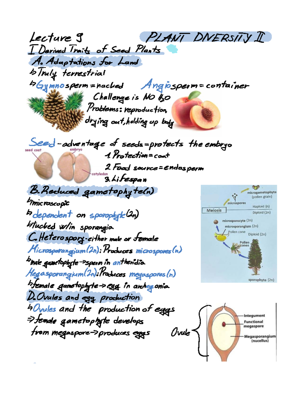 Lecture 9: Plant Diversity II - Derived Traits of Seed Plants - Studocu
