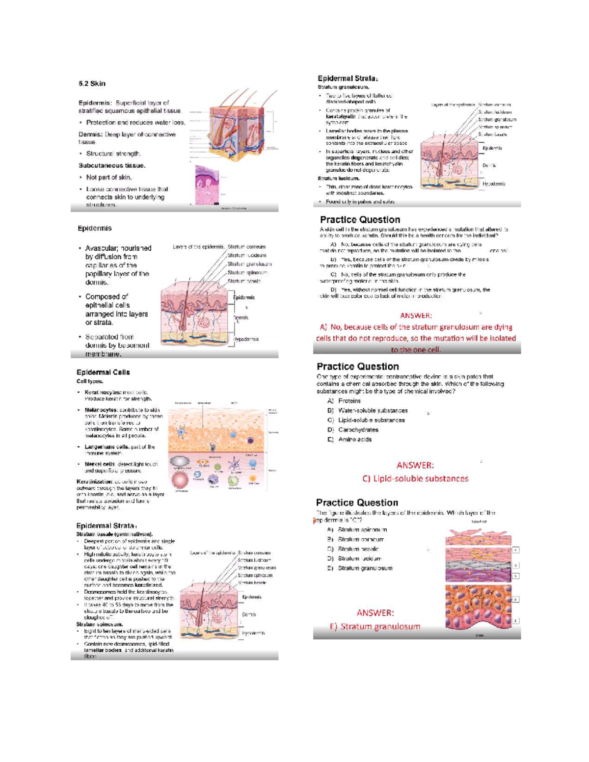 Integumentary System Essentials: Key Concepts and Functions - Studocu