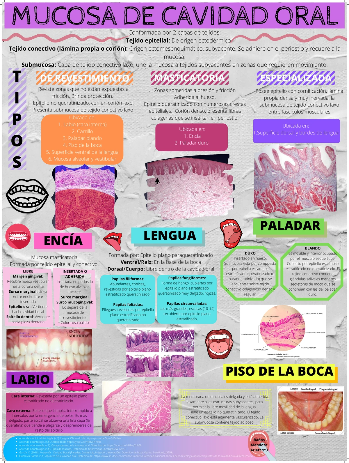 Discos de Merkel y Corpúsculos de Ruffini: Apuntes Histológicos - Studocu
