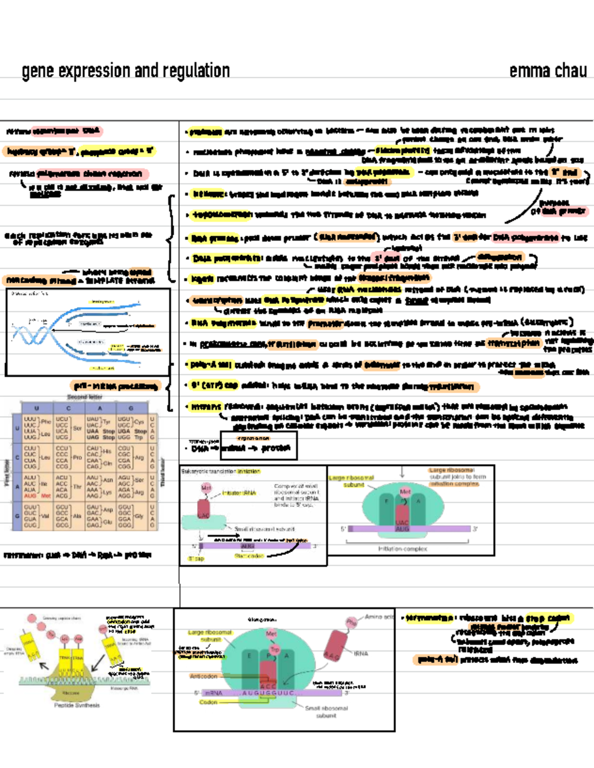 Gene Regulation and Expression Review (BIO 101) - Studocu