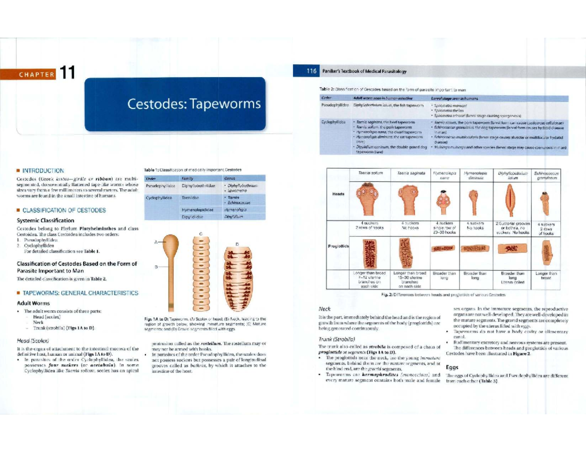 Cestodes: Classification and Characteristics of Tapeworms in Medical ...