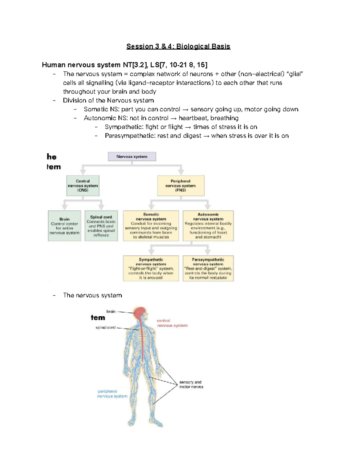 Biological Basis of the Human Nervous System: Study Sheet for Session 3 ...
