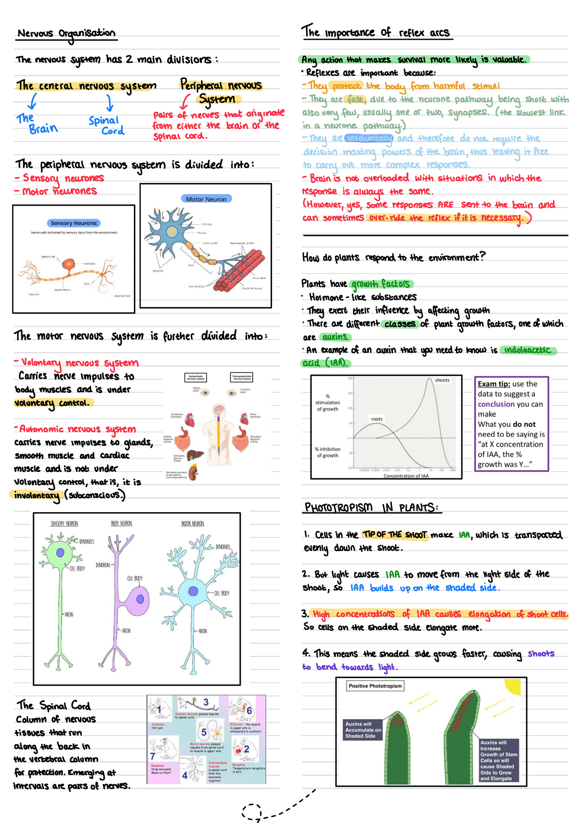 Unit 6: Stimuli and the Nervous System - A Level Biology AQA - Studocu