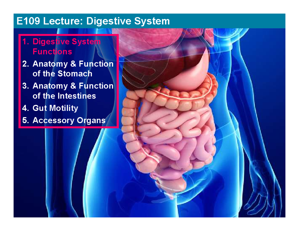 E109 Lecture: Comprehensive Overview of the Digestive System Functions ...
