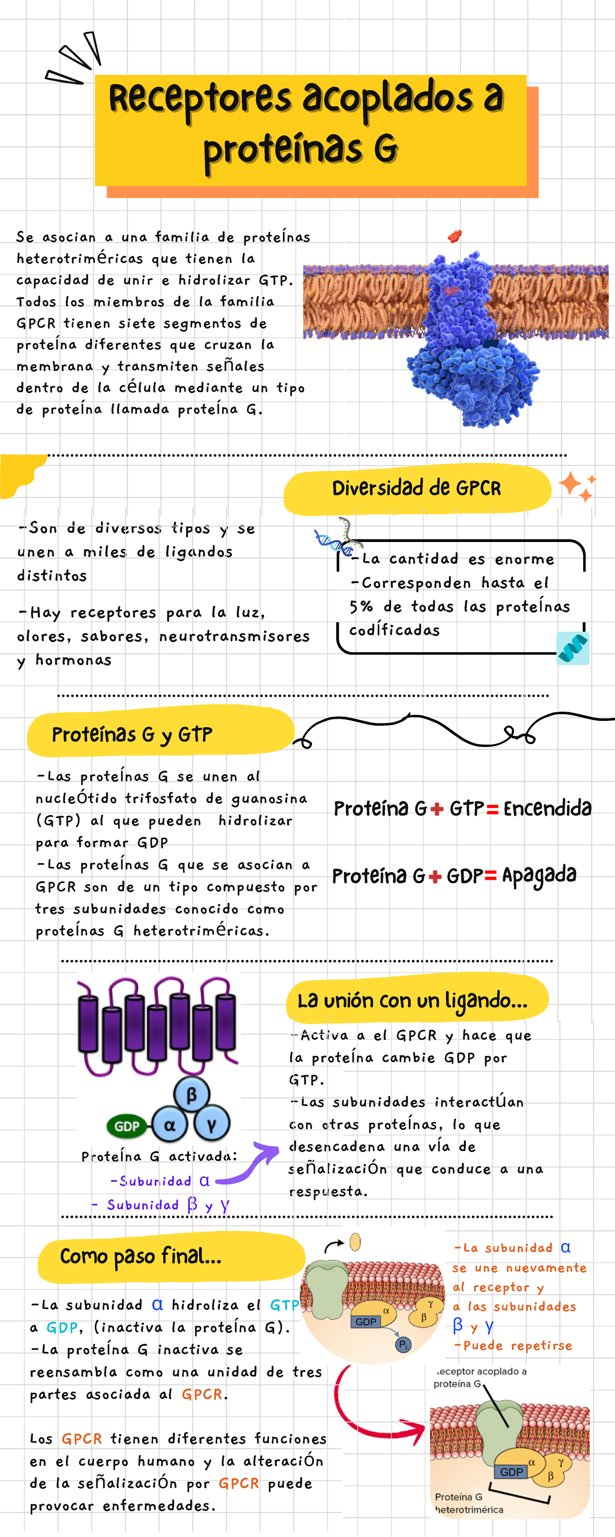 Receptores Acoplados A Proteinas G PPT Receptores Asociados A