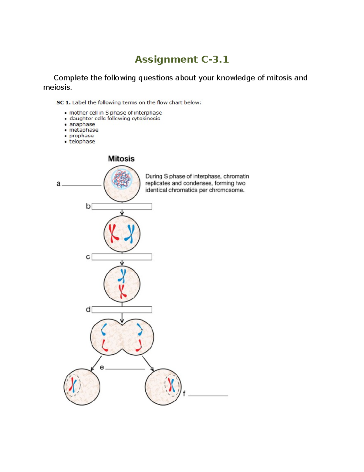 SCN3230-C-3.1 Mitosis & Meiosis Assignment Questions and Answers - Studocu