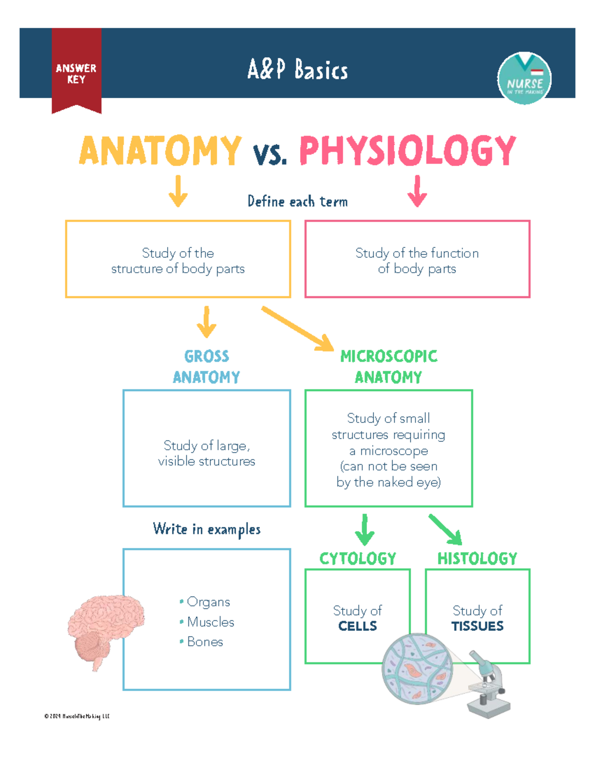 Anatomy and Physiology Cheat Sheet: Key Concepts and Definitions - Studocu