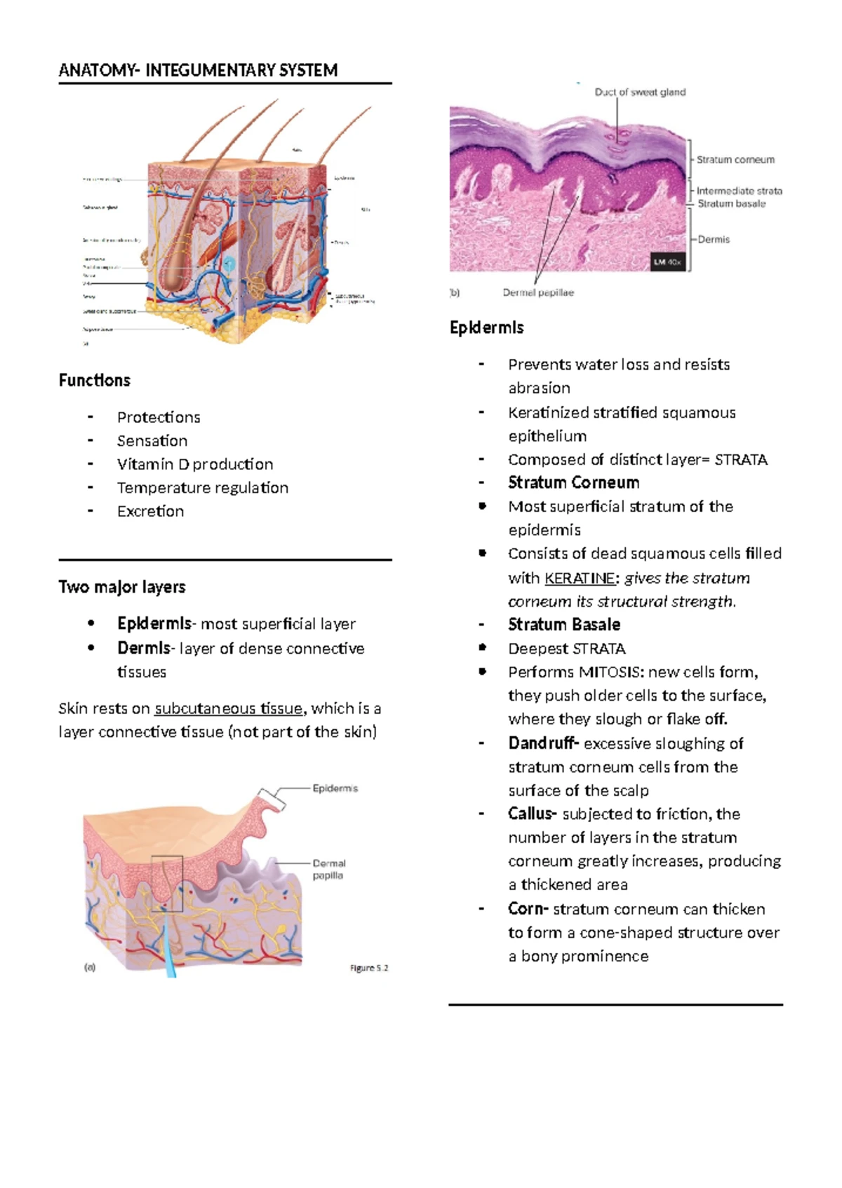 Anatomy 2^L03 - Final Exam Review: Cells, Tissues, and Functions - Studocu