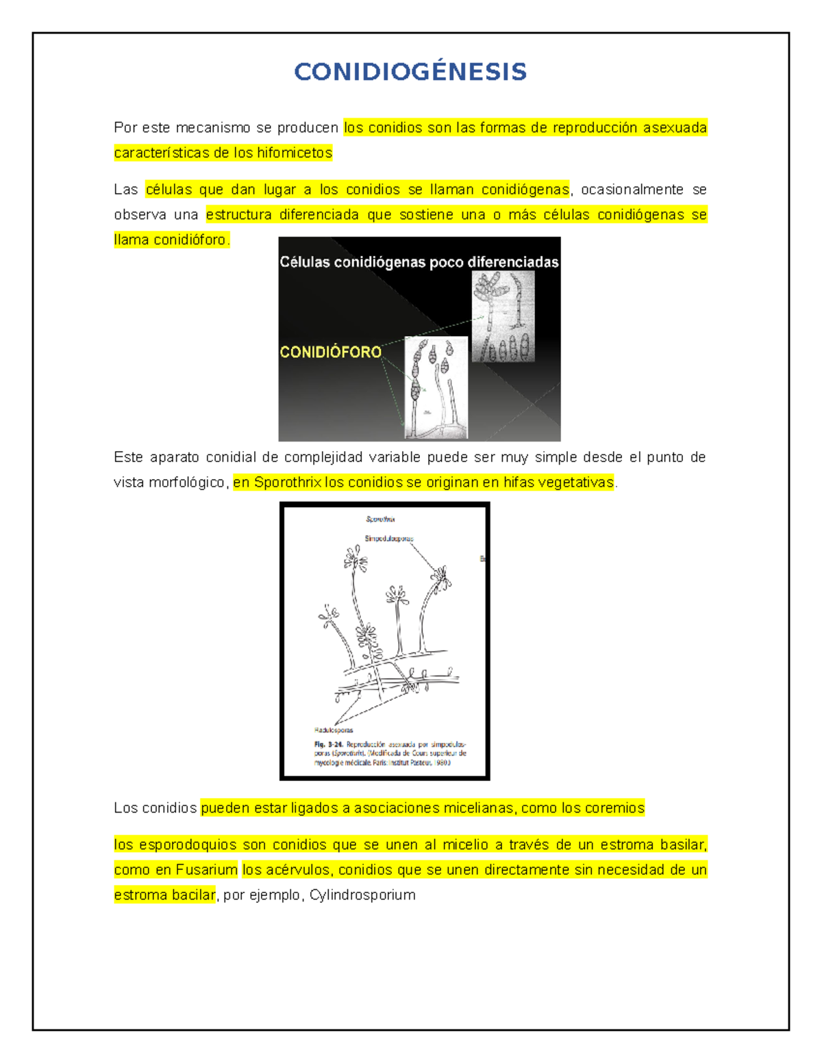 Conidiogénesis: Mecanismos y Tipos de Formación en Hifomicetos - Studocu