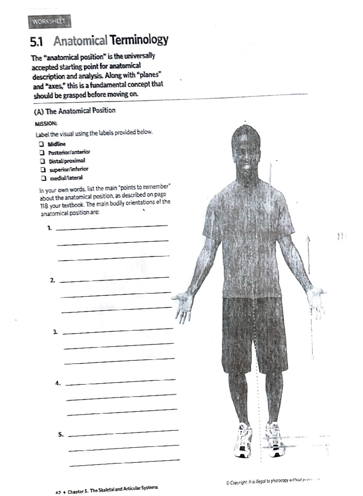 WORKSHEET 5.1: Anatomical Terminology & Positioning Concepts - Studocu