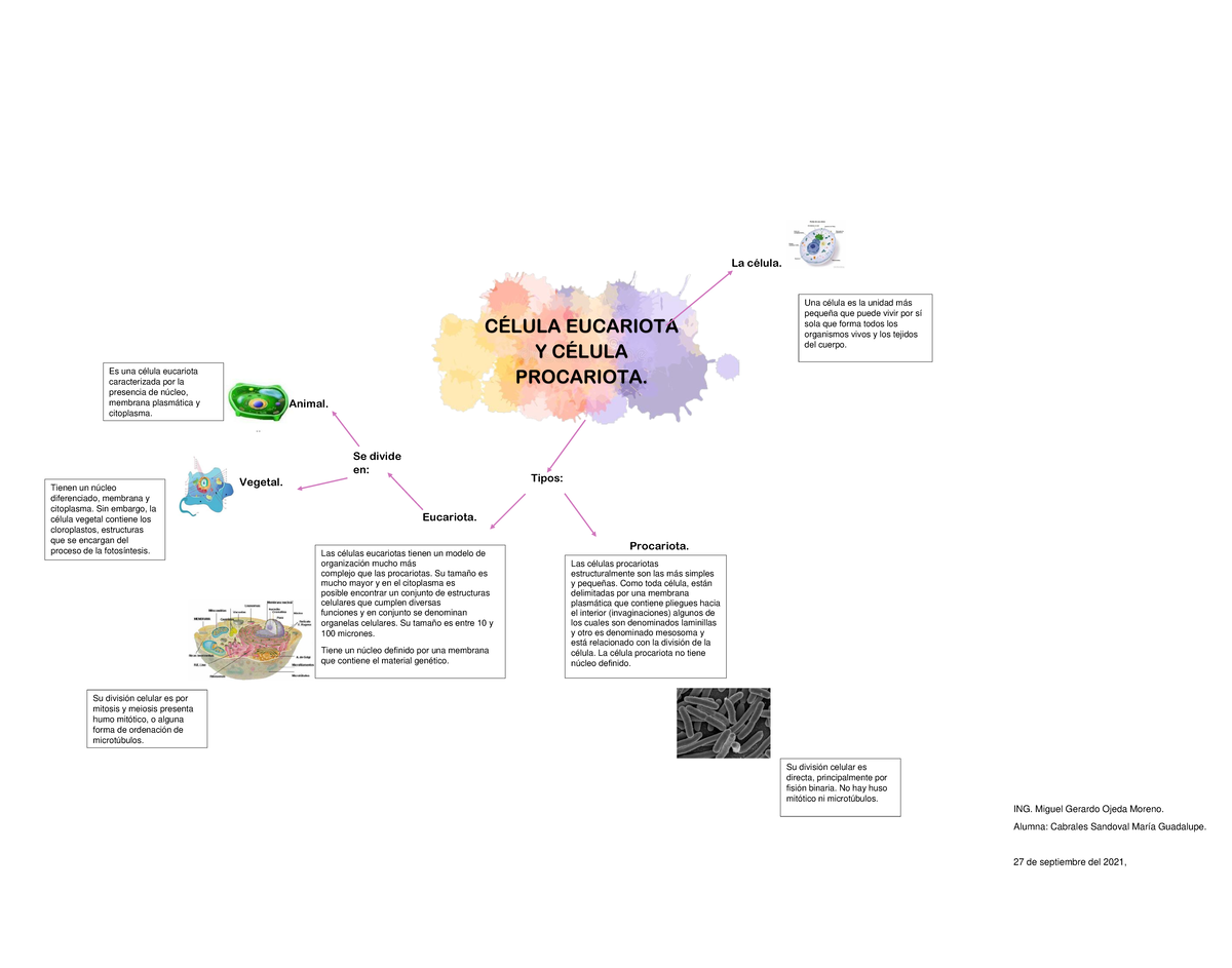 Unidad 2 Clula Procariota Mind Map