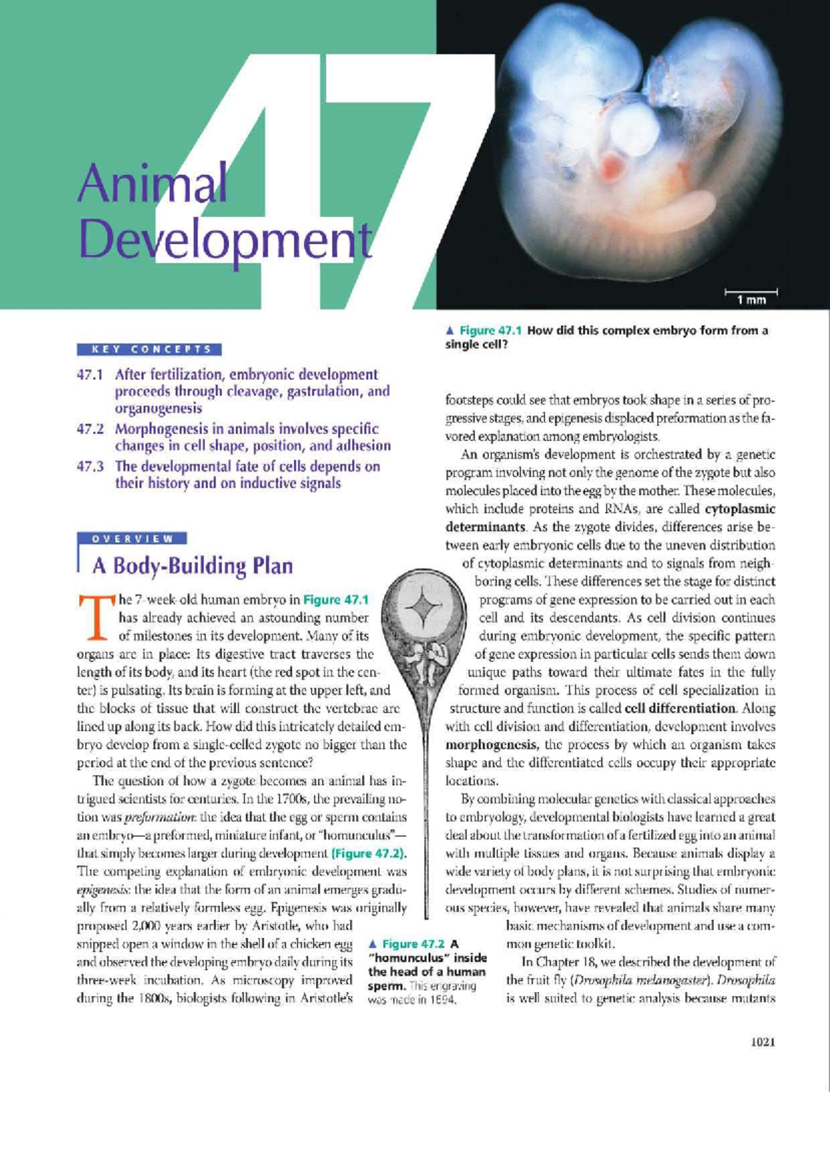 Animal Development - Biology - Studocu